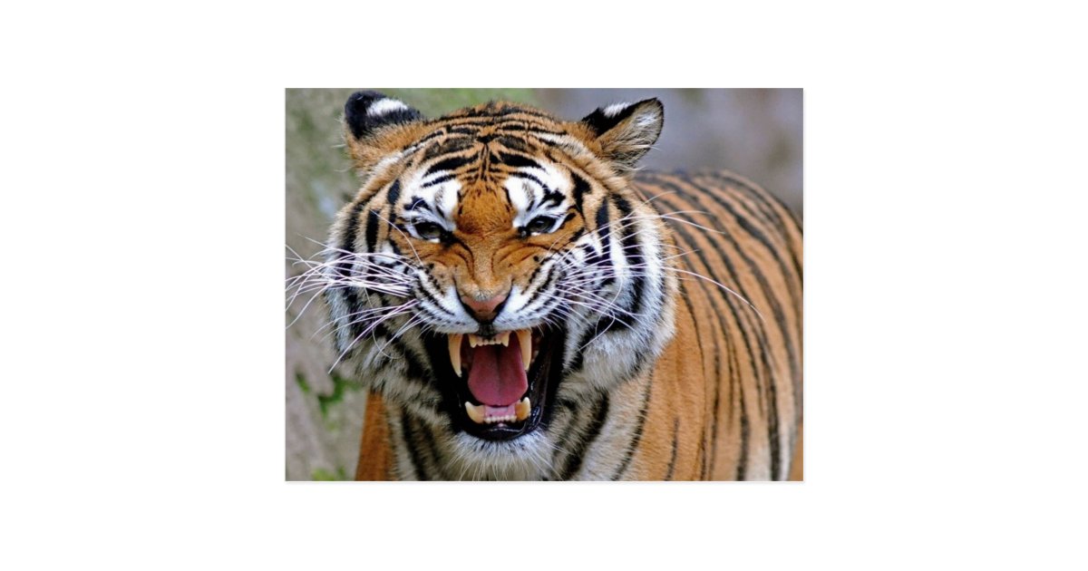 Angry Tiger Postcards | Zazzle.com