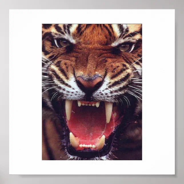 angry tiger poster | Zazzle