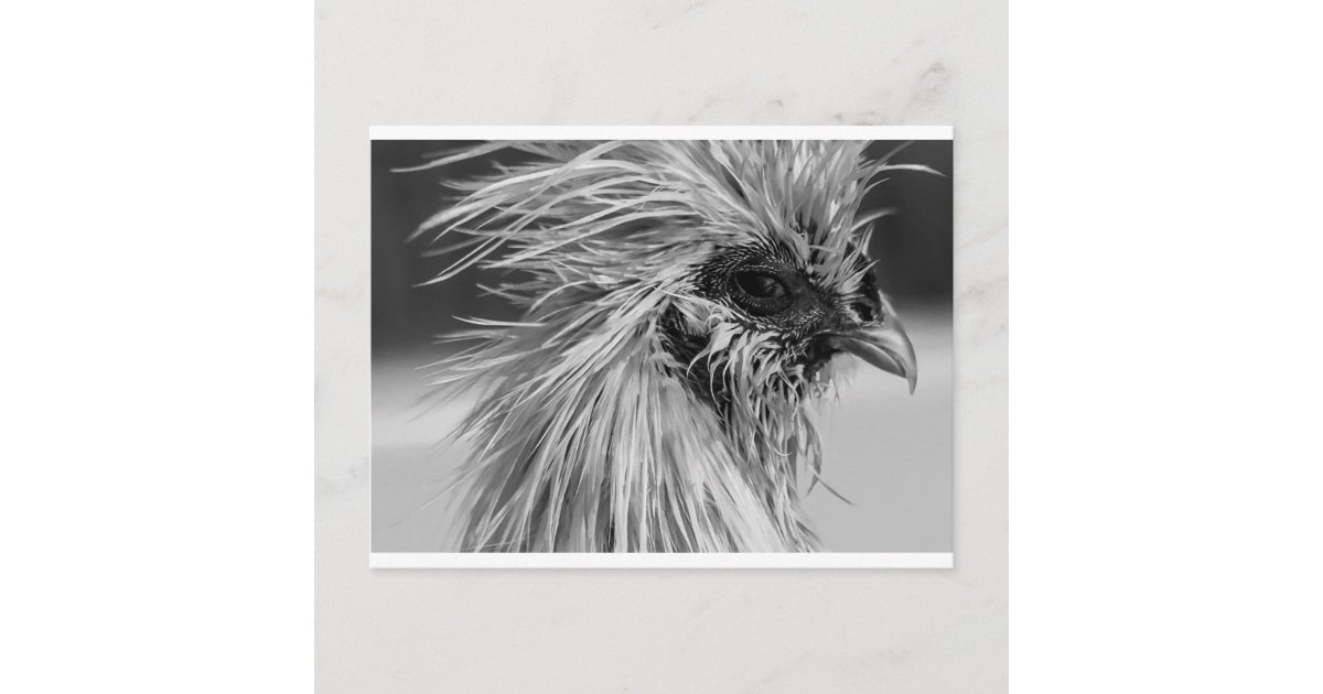 Angry Wet Silkie Chicken Postcard | Zazzle