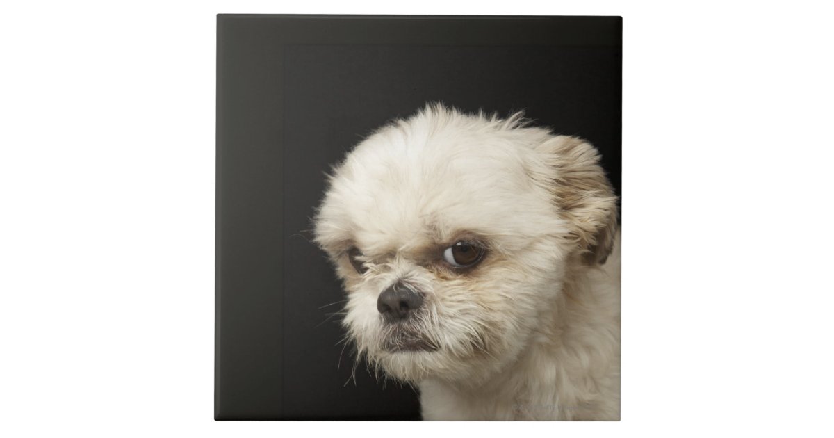 Angry white Shih Tzu with brown eyes Tile | Zazzle