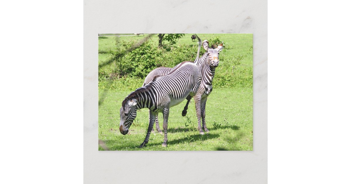 Angry Zebra Postcard | Zazzle