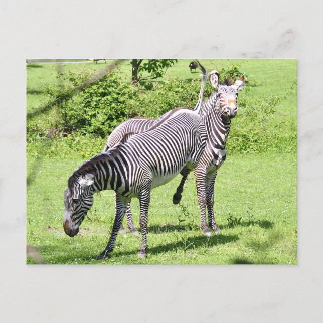 Angry Zebra Postcard | Zazzle