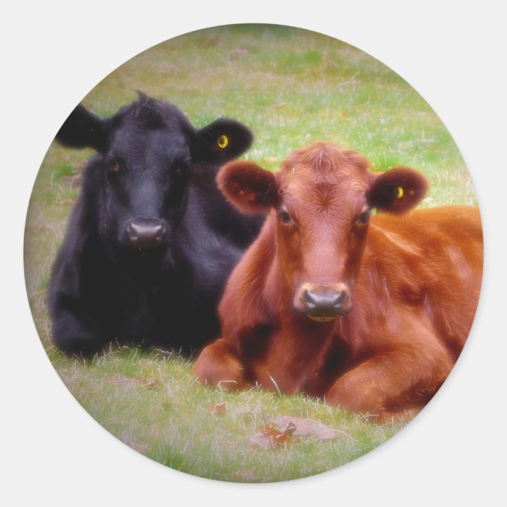 Angus Love - Pair of Cattle Side by Side Classic Round Sticker | Zazzle