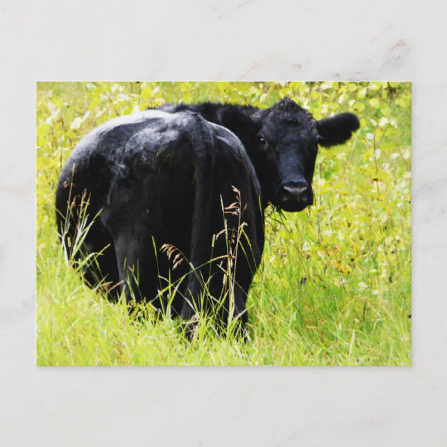 Angus Steer in Tall Yellow Grass Postcard | Zazzle