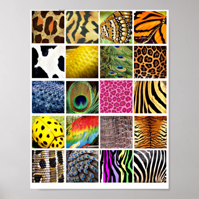 Animal and Insect Skin Wing wildlife Patterns Poster | Zazzle