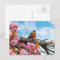 Animal - Bird - First robin of spring Postcard | Zazzle