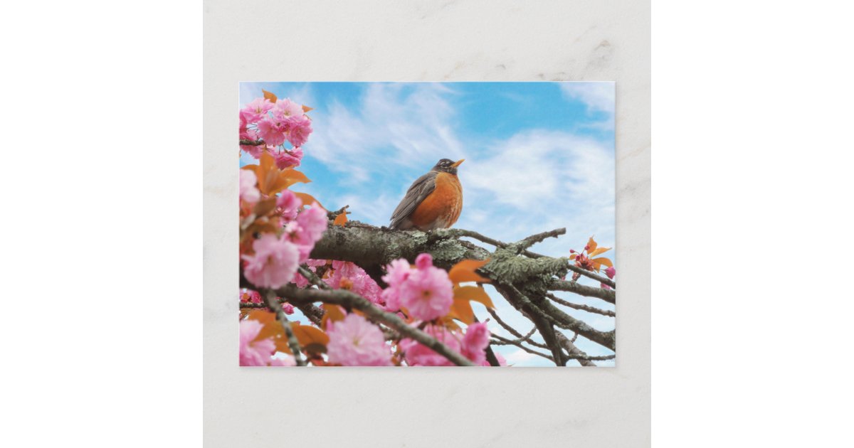 Animal - Bird - First robin of spring Postcard | Zazzle
