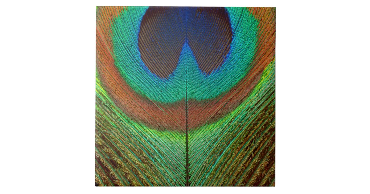 Animal - Bird - Peacock Feather Ceramic Tile | Zazzle
