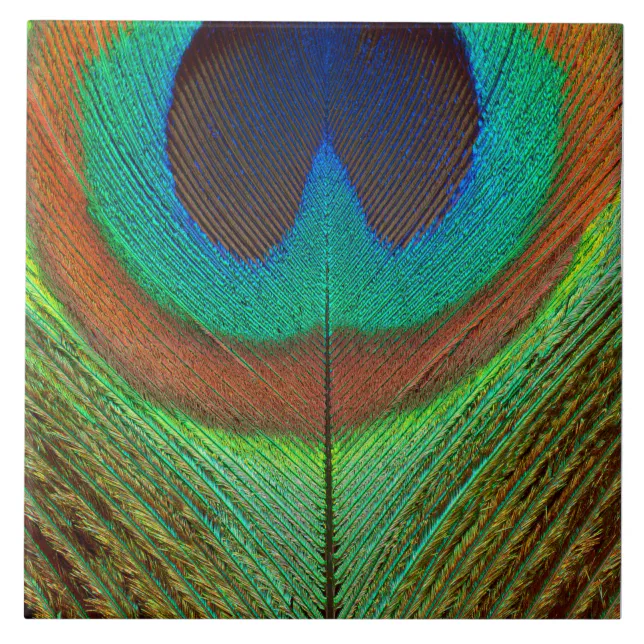 Animal - Bird - Peacock Feather Ceramic Tile | Zazzle