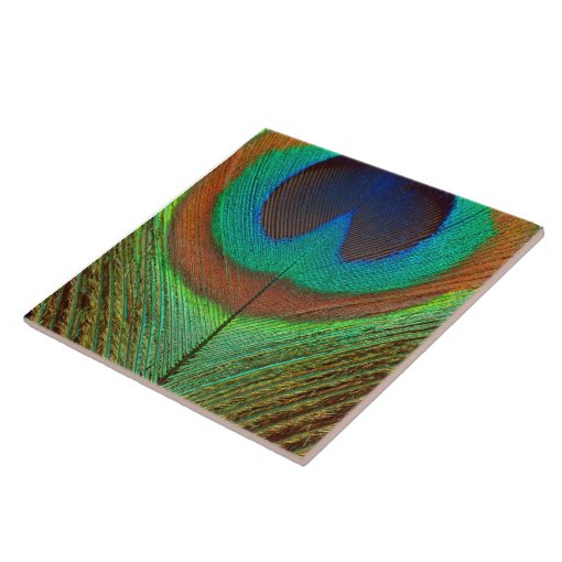 Animal - Bird - Peacock Feather Ceramic Tile | Zazzle