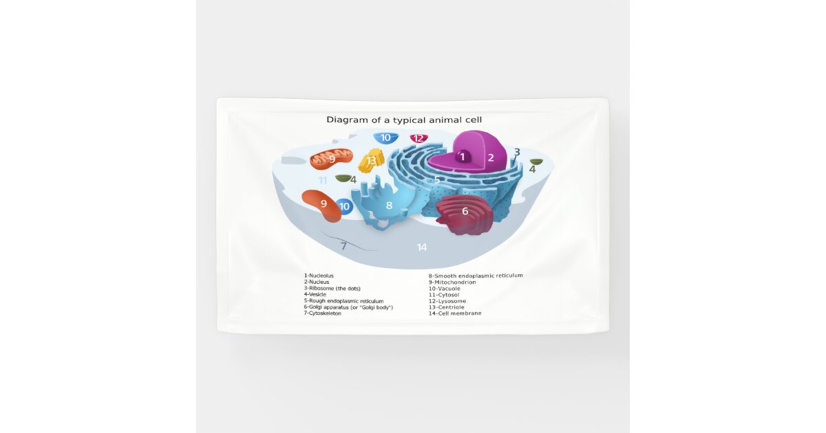 Animal Cell Diagram labeled Banner | Zazzle