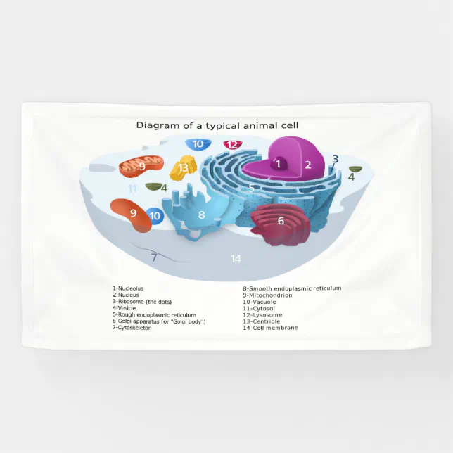 Animal Cell Diagram labeled Banner | Zazzle