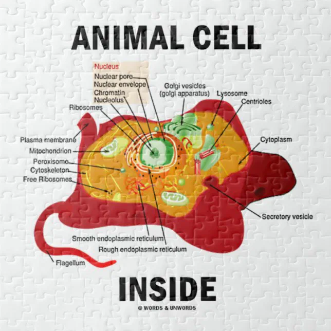 Animal Cell Inside (Biology Eukaryotic Cell) Jigsaw Puzzle | Zazzle