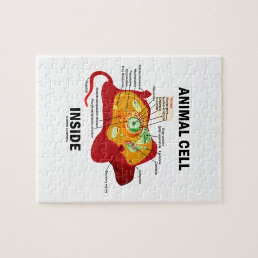 Animal Cell Inside (Biology Eukaryotic Cell) Jigsaw Puzzle | Zazzle