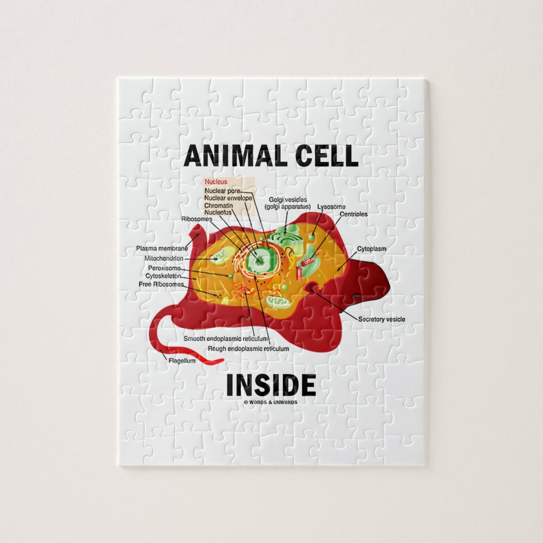 Animal Cell Inside (Biology Eukaryotic Cell) Jigsaw Puzzle | Zazzle