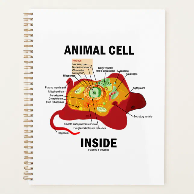 Animal Cell Inside Eukaryote Diagram Planner | Zazzle