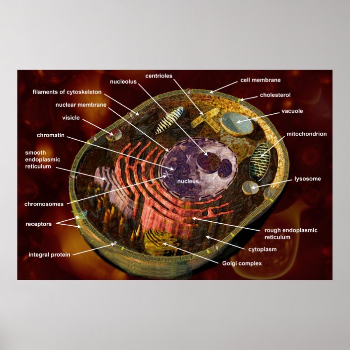 Animal cell poster | Zazzle.com
