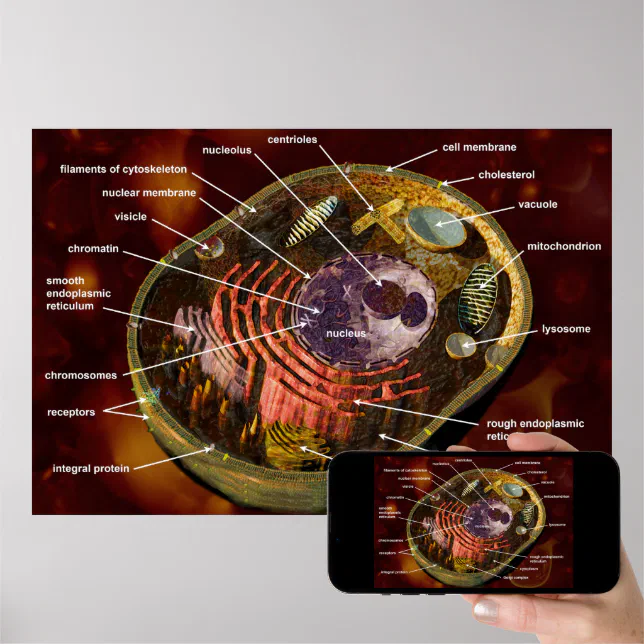 Animal cell poster | Zazzle