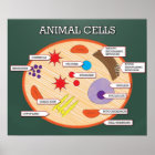 Animal cell poster | Zazzle.com