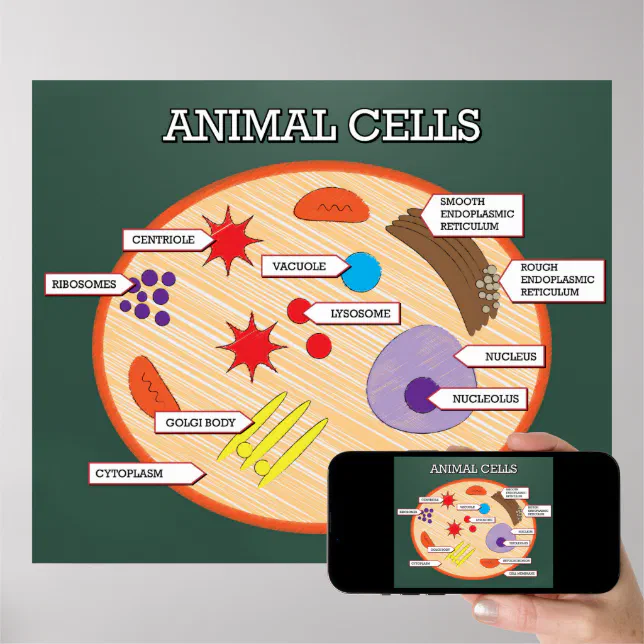 Animal Cells *UPDATED* Poster | Zazzle