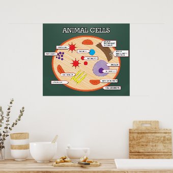 Animal Cells *UPDATED* Poster | Zazzle