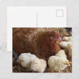 animal, chick, chicken, farm, cute, bird, baby, postcard | Zazzle