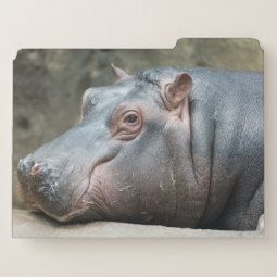 Animal Photos file folder set | Zazzle