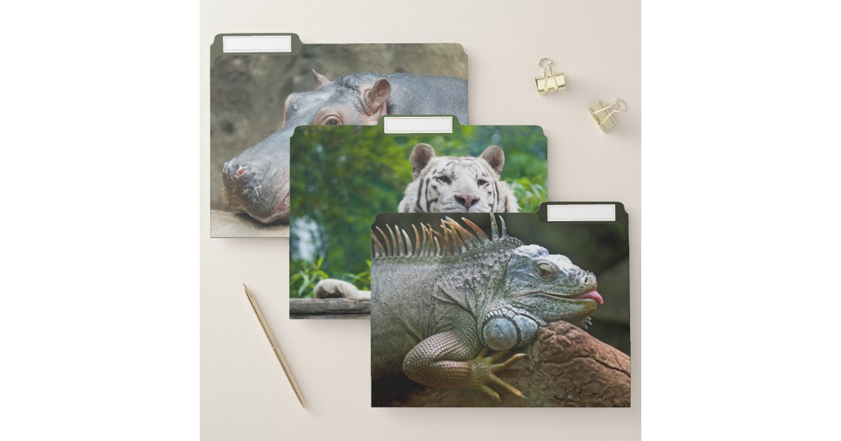 Animal Photos file folder set | Zazzle