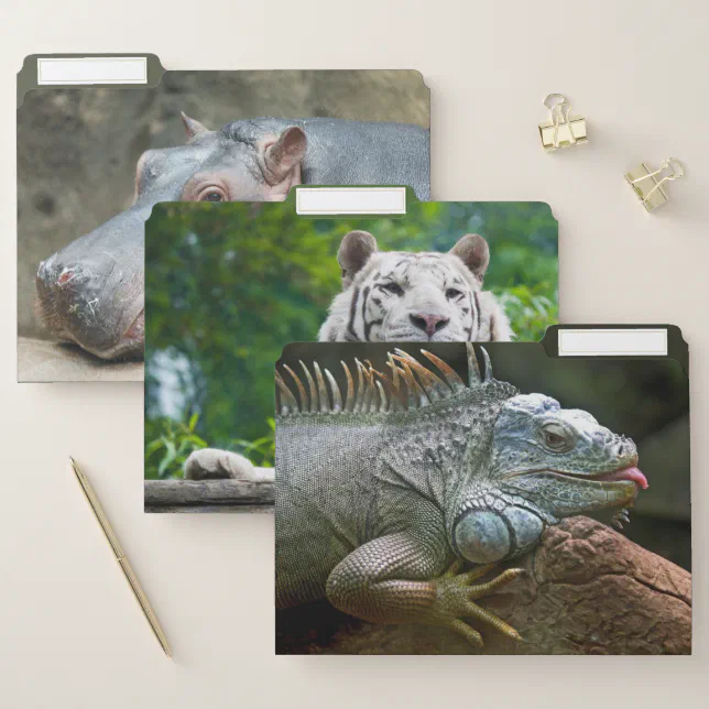 Animal Photos file folder set | Zazzle