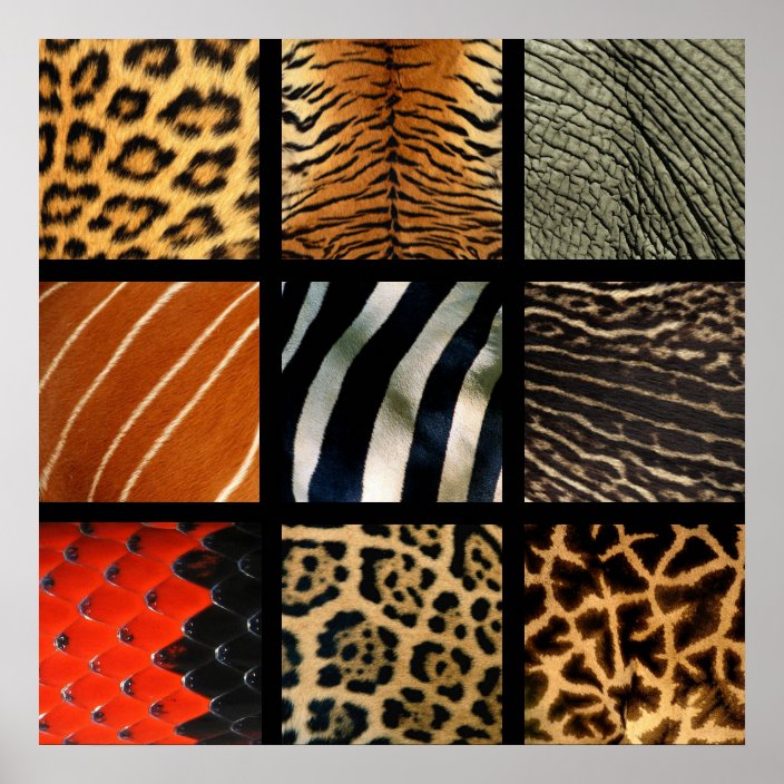 Animal Prints - 1 | Zazzle.com