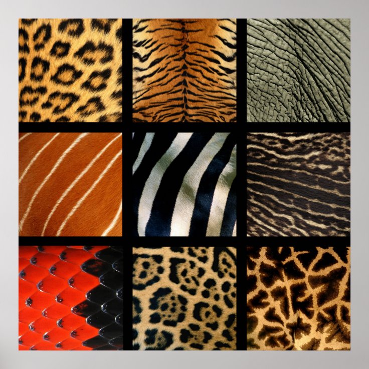 Animal Prints - 1 | Zazzle