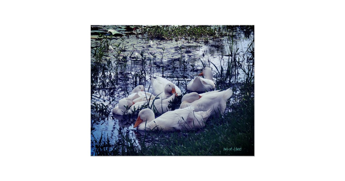 Animal Sleepy Ducks Pond Poster | Zazzle