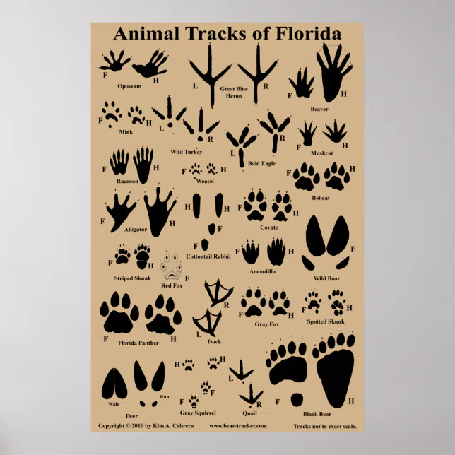 Animal Tracks of Florida 24x36 Poster | Zazzle