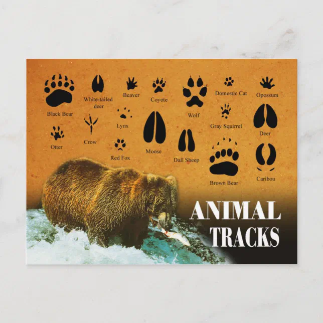Animal Tracks Postcard | Zazzle