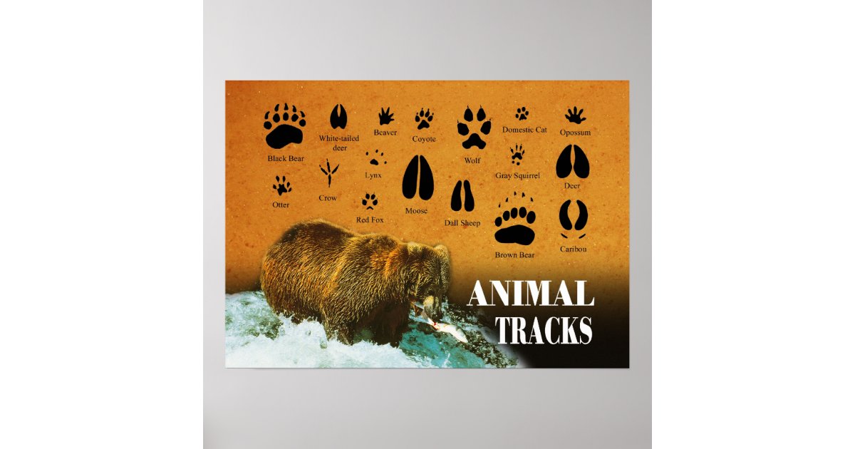 Animal Tracks Poster | Zazzle