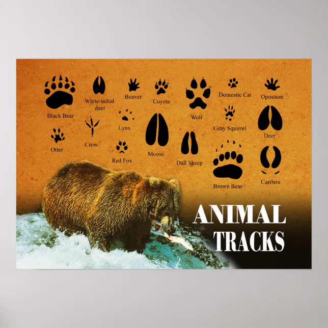 Animal Tracks Poster | Zazzle
