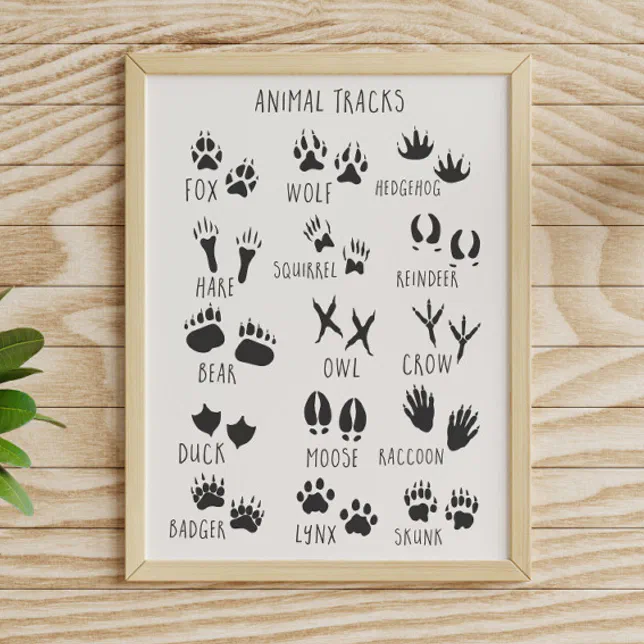 Animal Tracks Poster | Zazzle