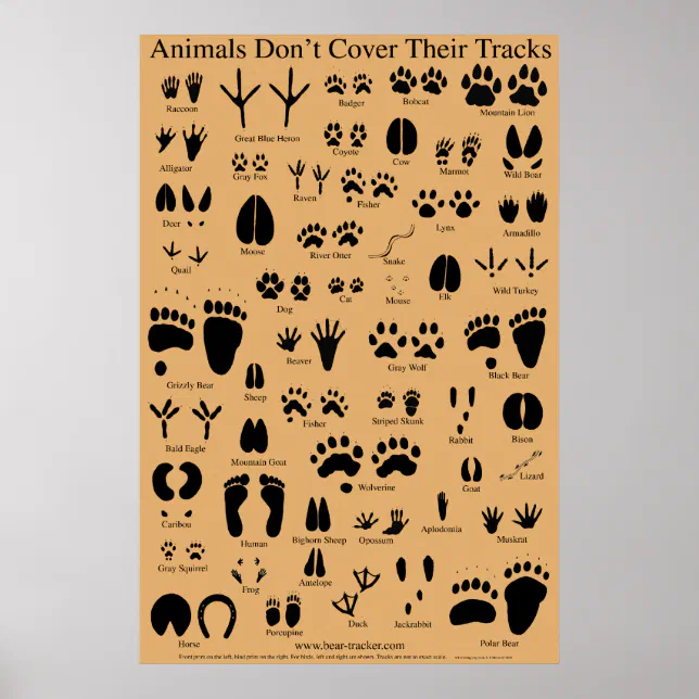 Animal Tracks Poster | Zazzle