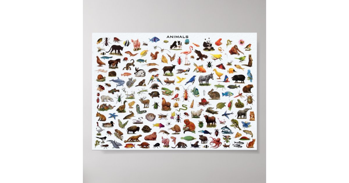 Animals educational poster | Zazzle