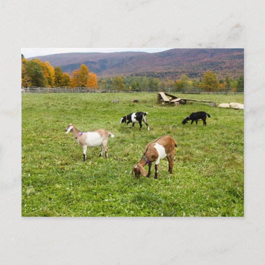 Animals Goats Pasture Vermont Photo Postcard | Zazzle.com