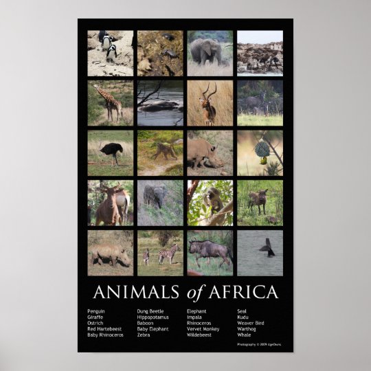 Animals of Africa Poster | Zazzle.com