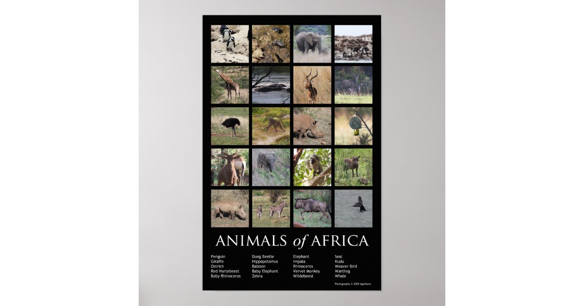 Animals of Africa Poster | Zazzle.com