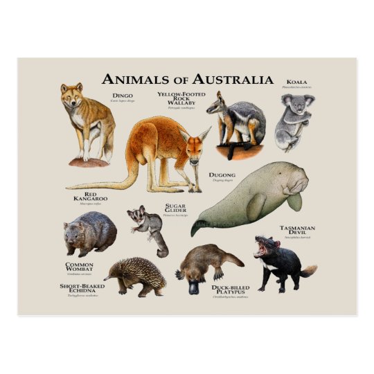 Animals of Australia Postcard | Zazzle.com