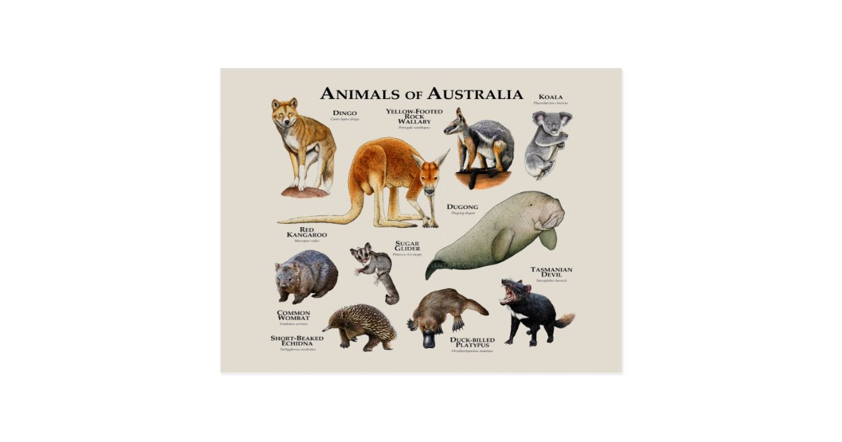 Animals of Australia Postcard | Zazzle.com