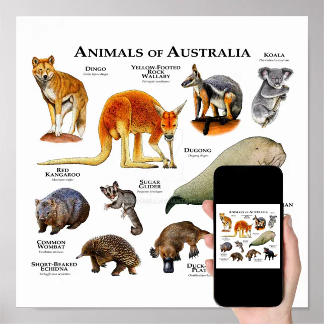 Animals of Australia Poster | Zazzle