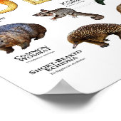 Animals of Australia Poster | Zazzle