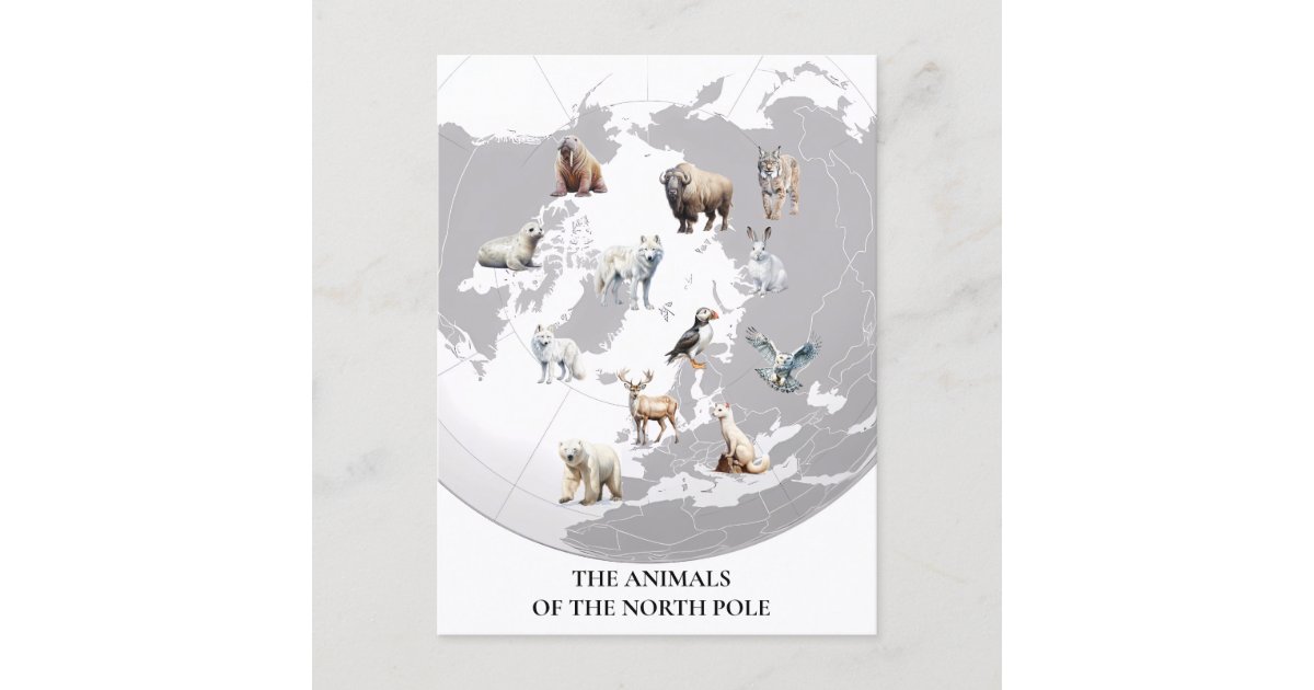 Animals of North Pole Arctic Postcard | Zazzle