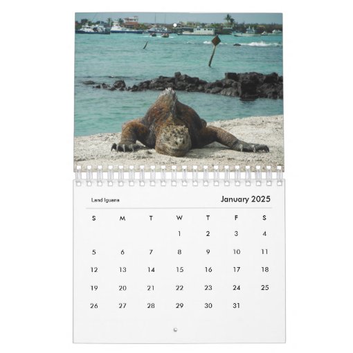 Animals of the Galapagos 2019 Calendar | Zazzle