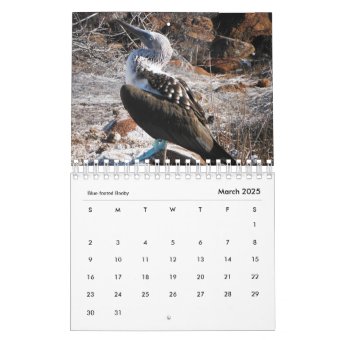 Animals of the Galapagos 2019 Calendar | Zazzle