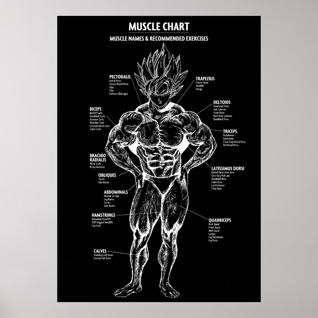 Anime Anatomy Diagram, Muscle Chart - Motivational | Zazzle